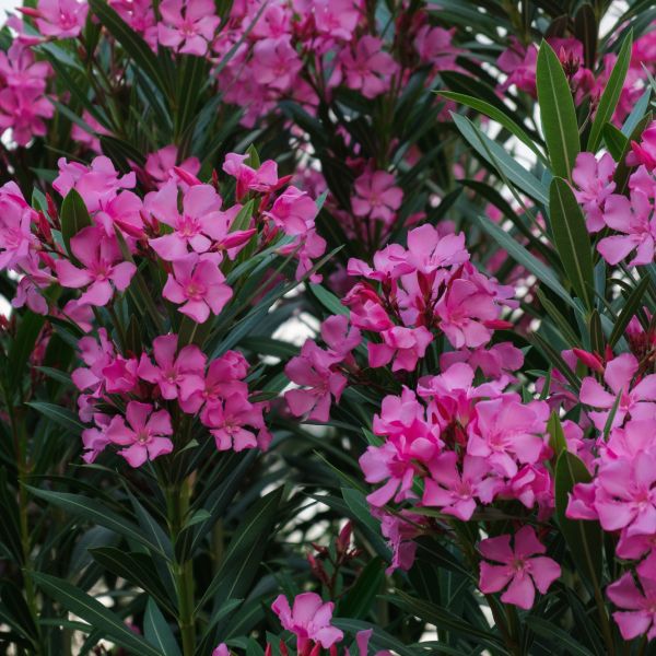 Nerium Oleander 'Splendens' Double Pink Plant – Buy Now! – Ladybird Nursery