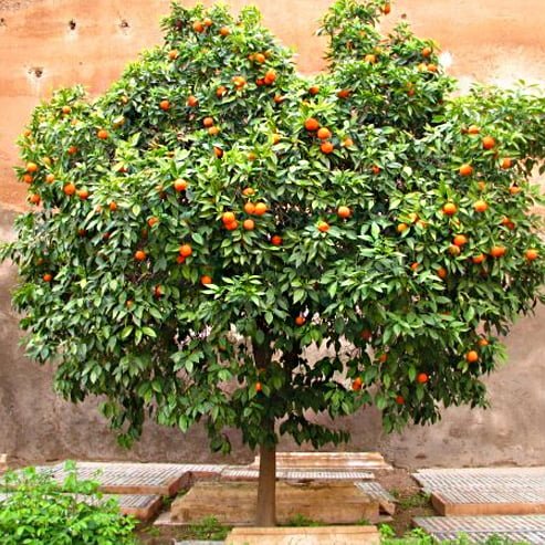 Blood Orange Aussie Sunset Seedless Fruit Tree – Buy Now! – Ladybird ...
