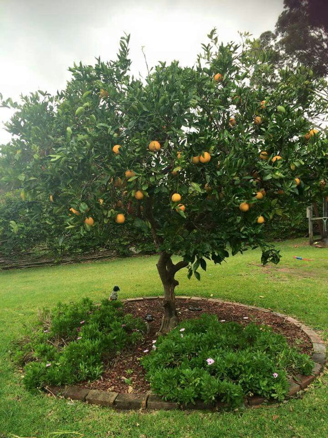 Hamlin Orange Fruit Tree – Buy Now! – Ladybird Nursery