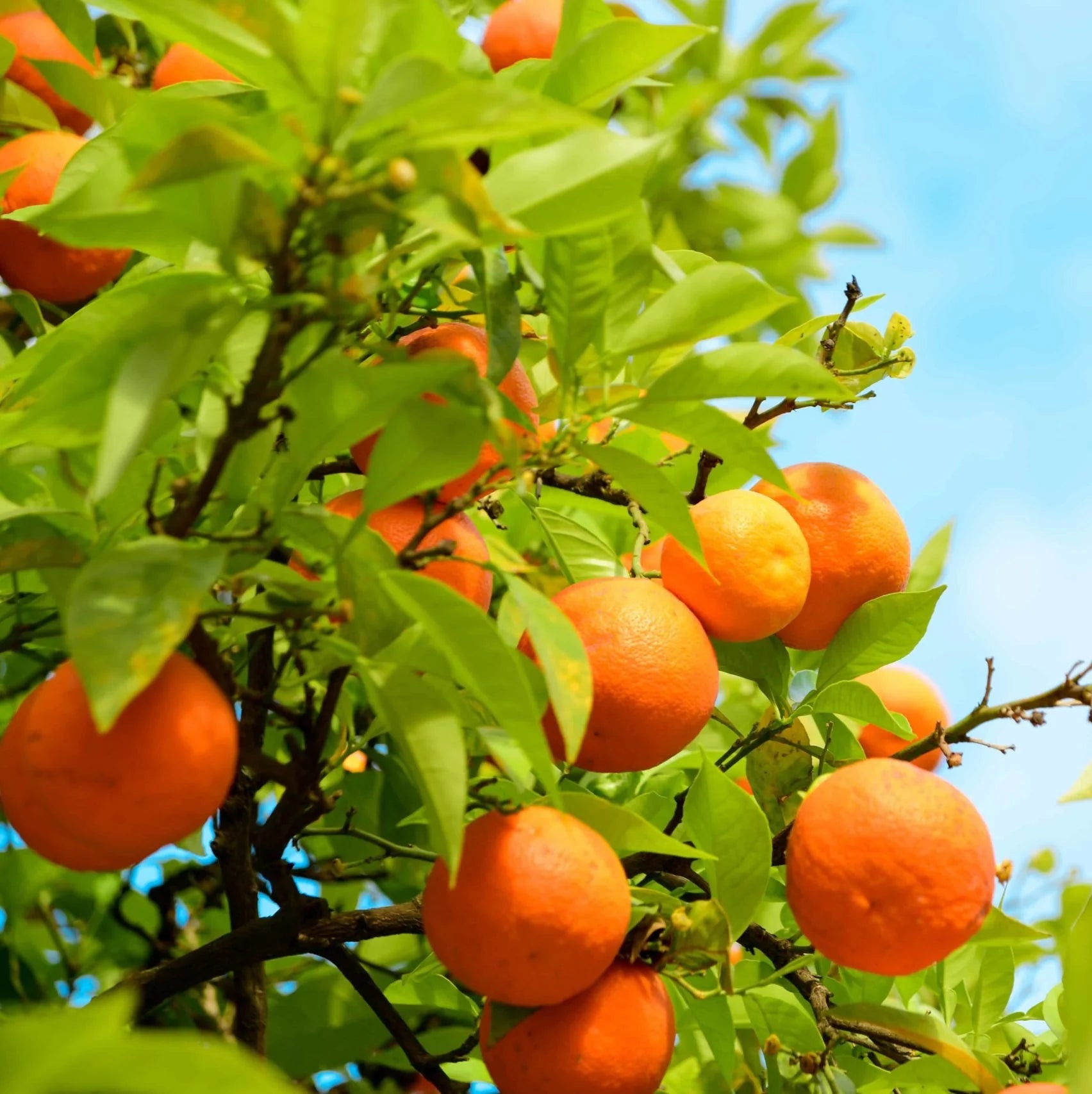 Orange 'Jaffa' Fruit Tree – Buy Now! – Ladybird Nursery