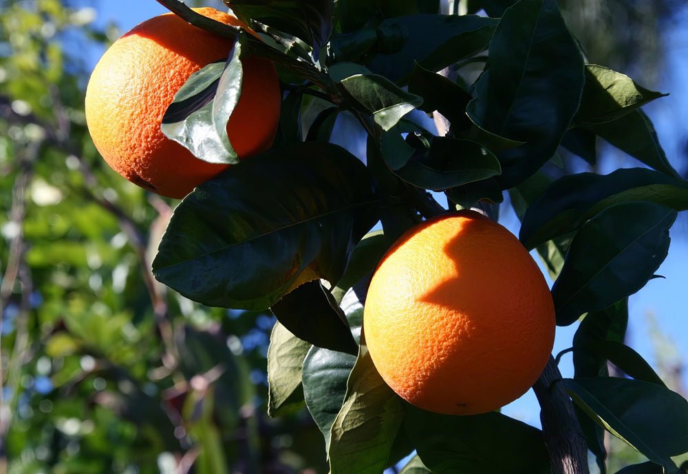 Orange 'Jaffa' Fruit Tree – Buy Now! – Ladybird Nursery