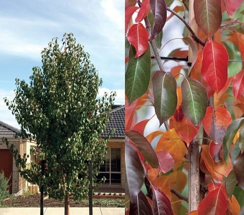 Ornamental Pear Red Spire Plant – Buy Now! – Ladybird Nursery