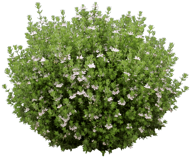 Coastal Rosemary OZBREED AUSSIE BOX® Plant – Buy Now! – Ladybird Nursery