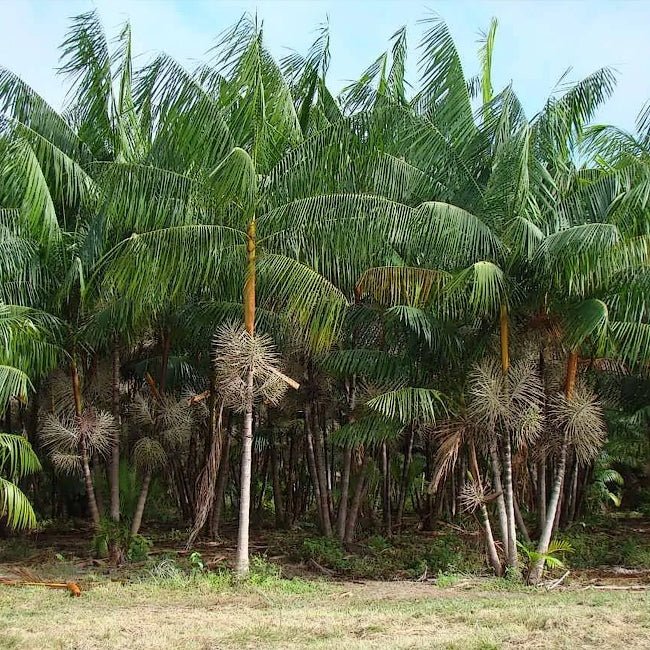 Palm Dwarf Acai Fruit Tree – Buy Now! – Ladybird Nursery