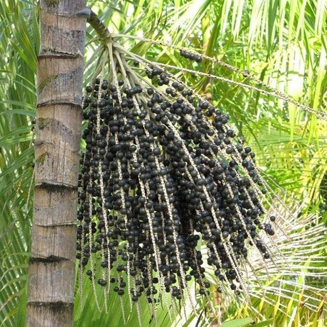 Palm Dwarf Acai Fruit Tree – Buy Now! – Ladybird Nursery