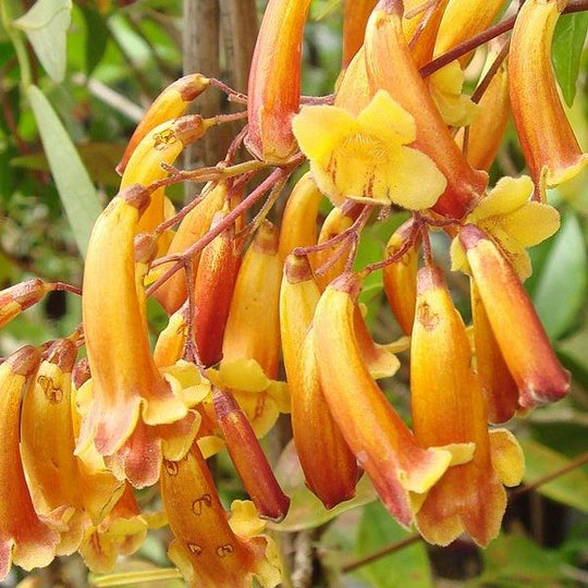 Pandorea 'Wonga Gold Sunset' (Pandorea pandorana) Plant – Buy Now ...