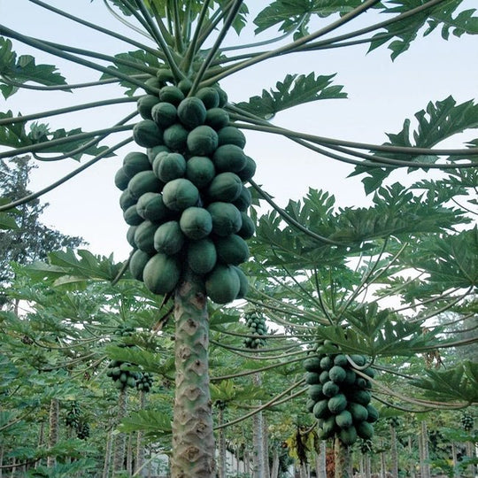 Papayuelo Fruit Tree – Buy Now! – Ladybird Nursery
