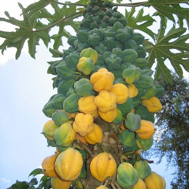 Papayuelo Fruit Tree – Buy Now! – Ladybird Nursery