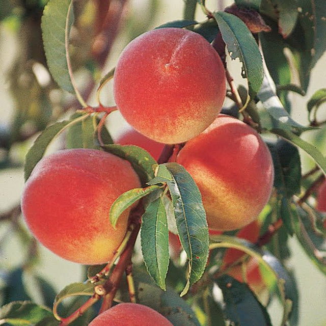 Peach Tasty Zee Fruit Tree – Buy Now! – Ladybird Nursery