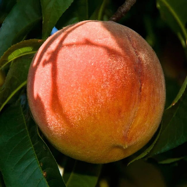Peach Tasty Zee Fruit Tree – Buy Now! – Ladybird Nursery