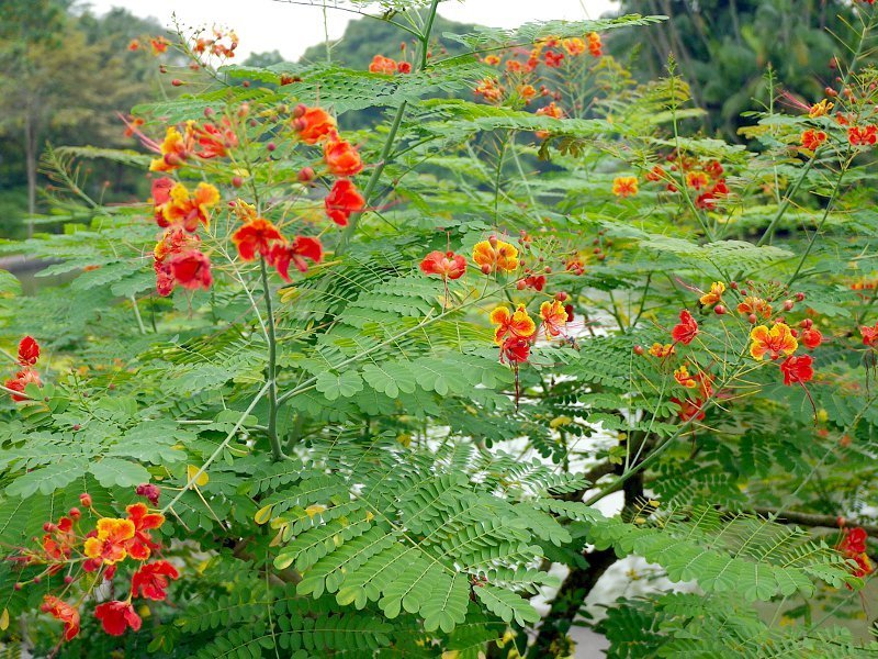 Peacock Flower Plant – Buy Now! – Ladybird Nursery