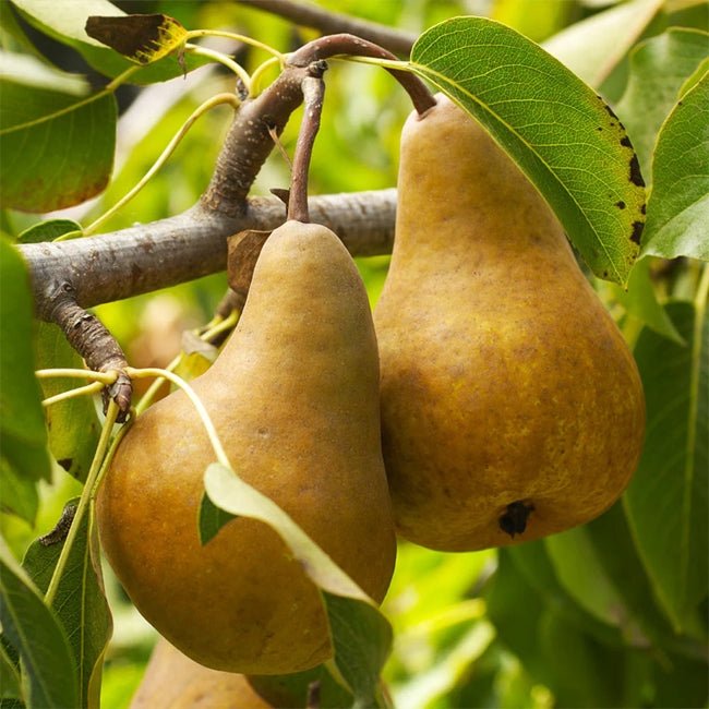 Pear 3 Way Beurre Bosc, Packham, Williams Fruit Tree – Buy Now ...