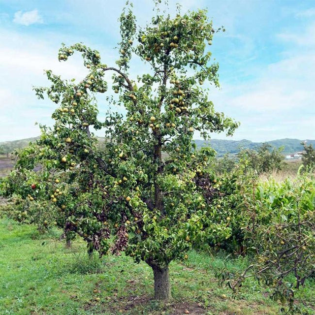 Beurre Bosc Pear Fruit Tree – Buy Now! – Ladybird Nursery