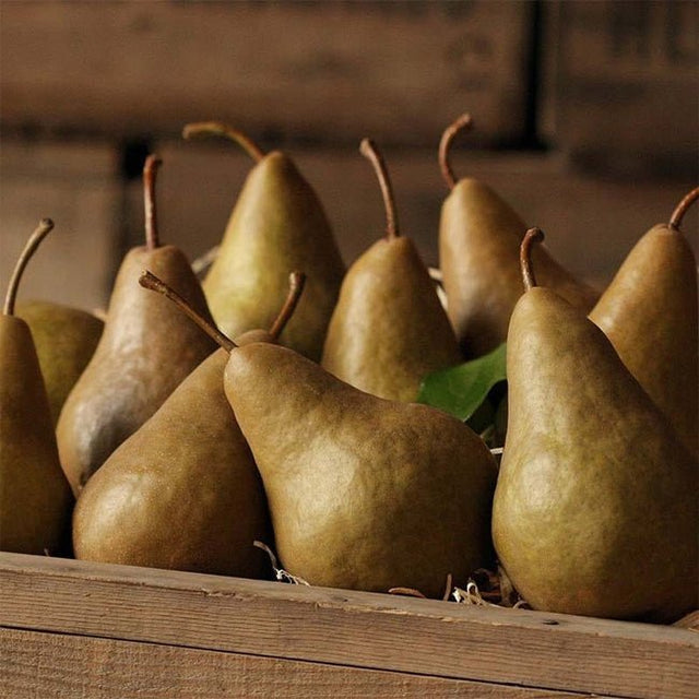 Beurre Bosc Pear Fruit Tree – Buy Now! – Ladybird Nursery