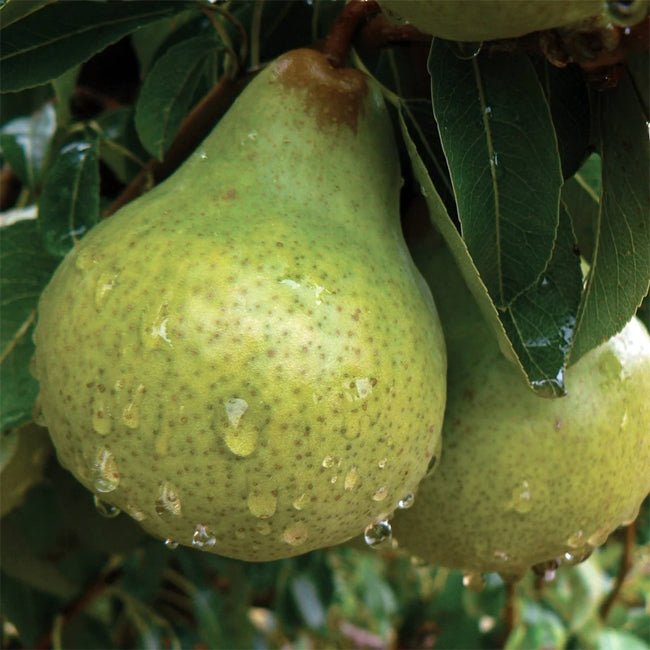 Dwarf Pear 'Packhams Triumph' Fruit Tree – Buy Now! – Ladybird Nursery