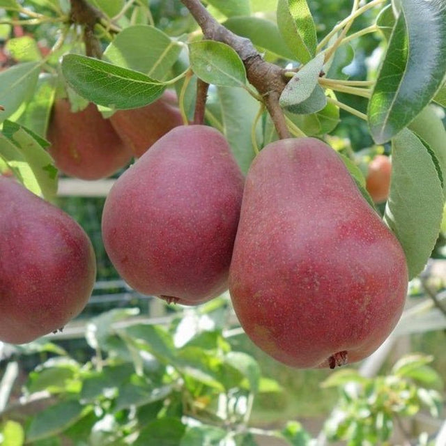 Pear Sensation Fruit Tree – Buy Now! – Ladybird Nursery