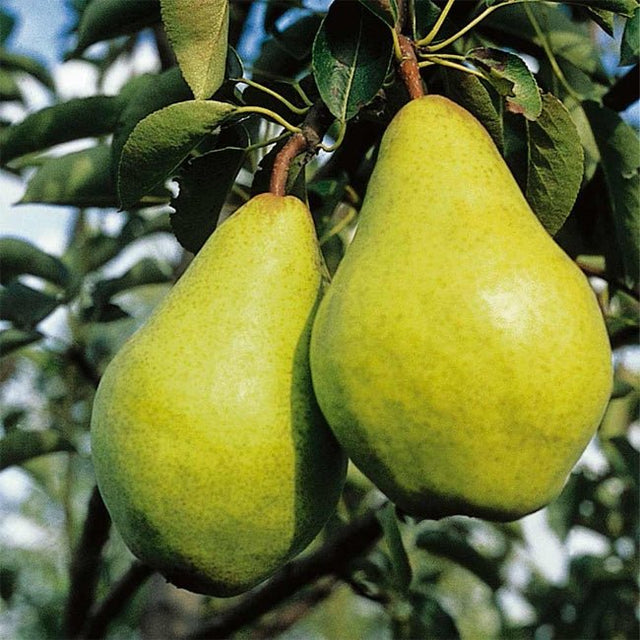 Williams Pear Fruit Tree – Buy Now! – Ladybird Nursery