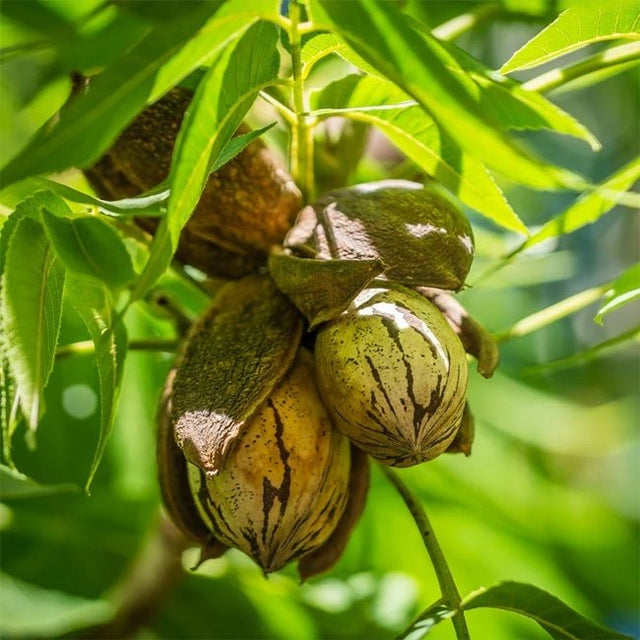 Pecan Pawnee Fruit Tree – Buy Now! – Ladybird Nursery