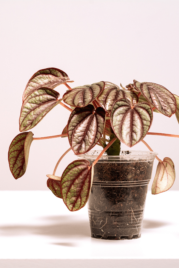 Peperomia Piccolo Banda Plant – Buy Now! – Ladybird Nursery