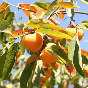 Persimmon – Ladybird Nursery