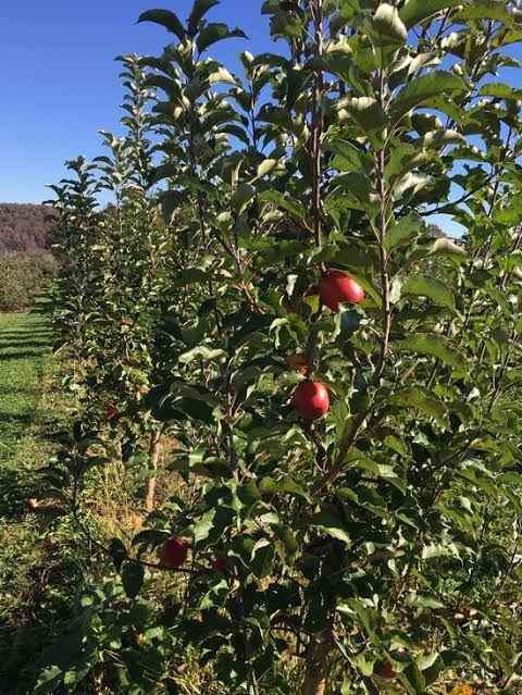 Apple 'Pink Lady' Fruit Tree – Buy Now! – Ladybird Nursery