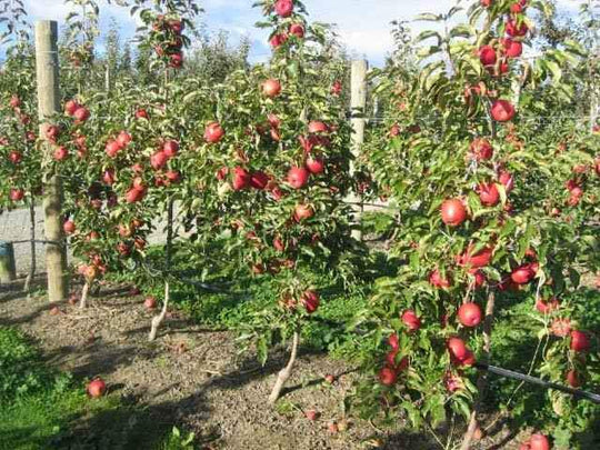 Apple 'Pink Lady' Fruit Tree – Buy Now! – Ladybird Nursery