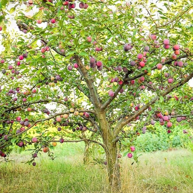 Plum Damson Fruit Tree – Buy Now! – Ladybird Nursery
