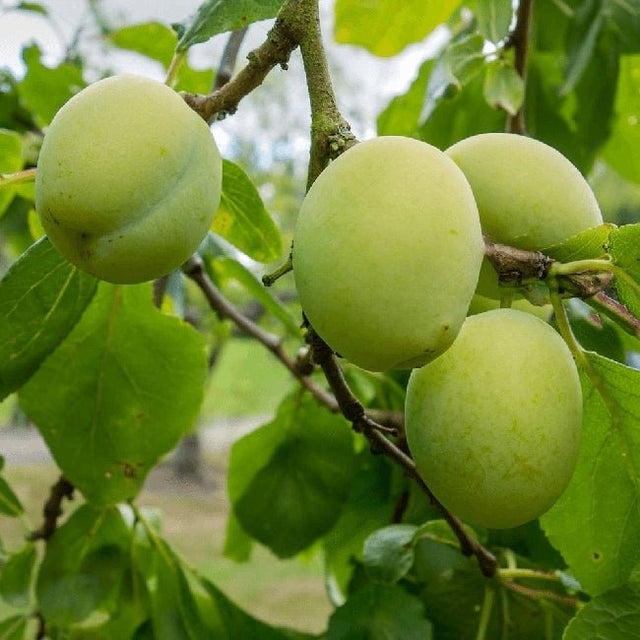Plum Green Gage Fruit Tree – Buy Now! – Ladybird Nursery