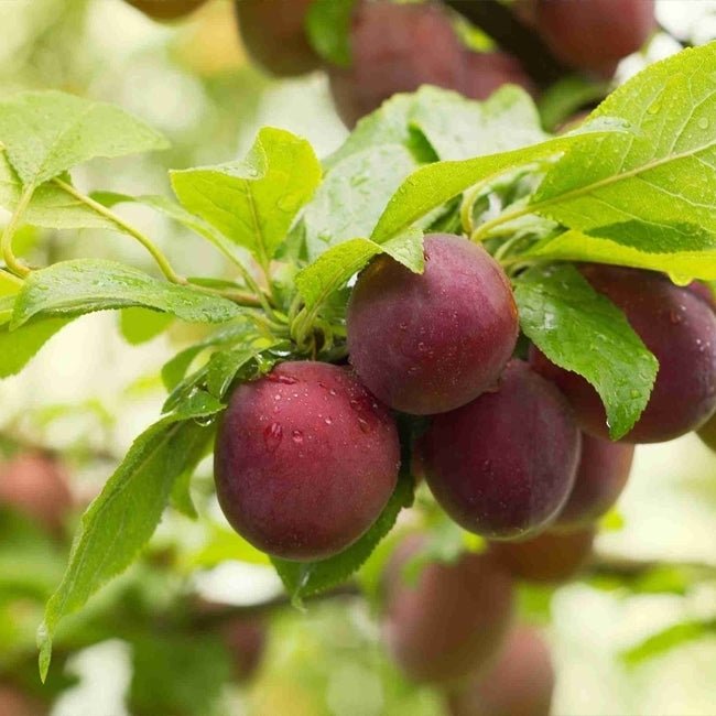 Plum 'Gulf Ruby' Fruit Tree – Buy Now! – Ladybird Nursery