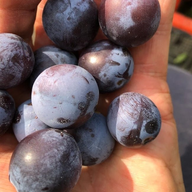 Plum 'Gulf Ruby' Fruit Tree – Buy Now! – Ladybird Nursery