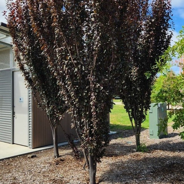 PlumScrumptious Fruit Tree – Buy Now! – Ladybird Nursery