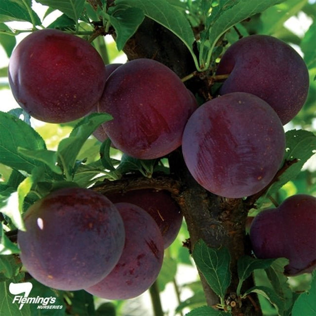 PlumScrumptious Fruit Tree – Buy Now! – Ladybird Nursery