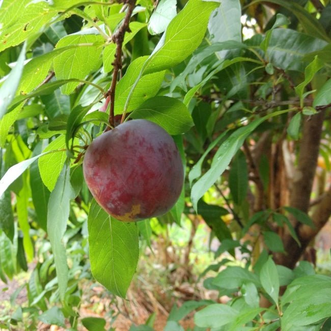 Black Adder Pluot Fruit Tree – Buy Now! – Ladybird Nursery