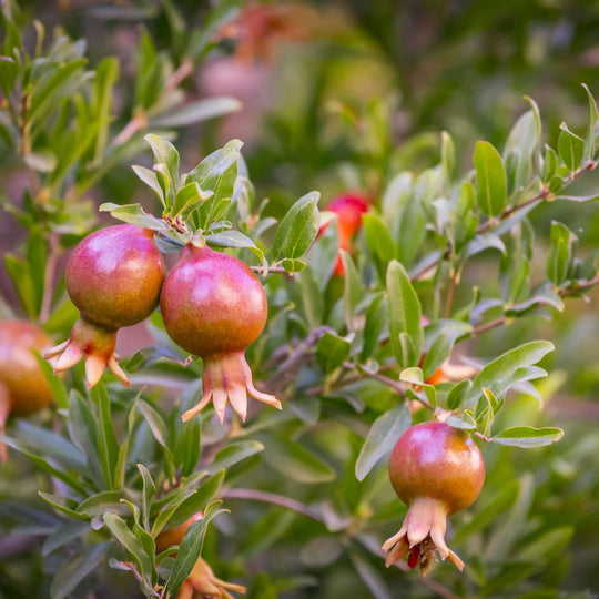 Pomegranate Dwarf Fruit Tree – Buy Now! – Ladybird Nursery