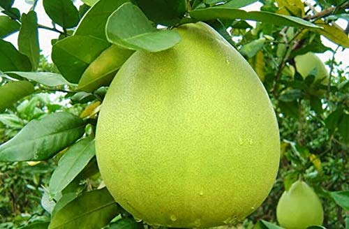 Dwarf Nam Roi Pomelo Fruit Tree – Buy Now! – Ladybird Nursery