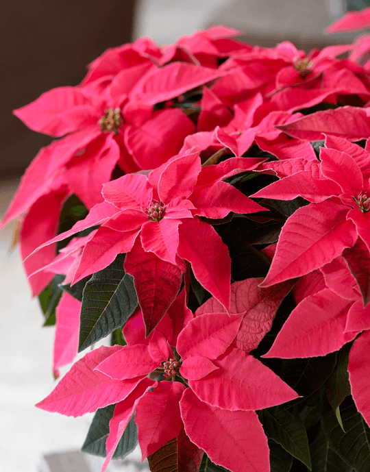 Princettia Bright Pink Plant – Buy Now! – Ladybird Nursery