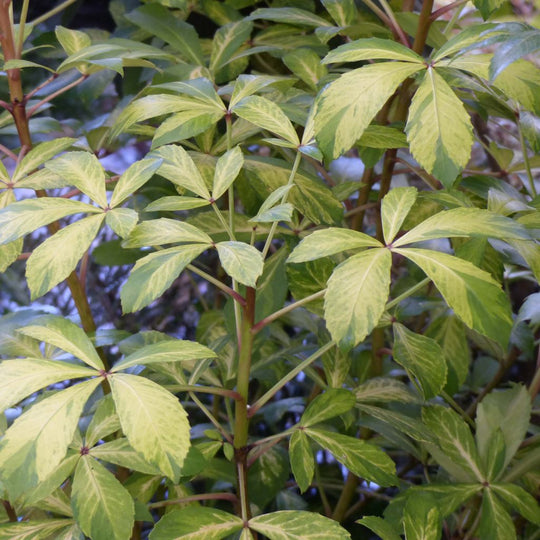 Coastal Purple 5 Finger Gold Splash Plant – Buy Now! – Ladybird Nursery