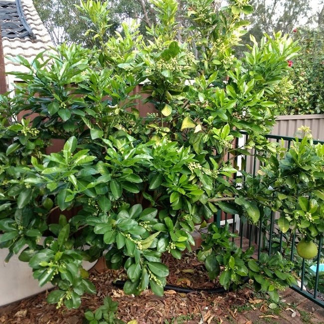 Pummelo Flicks Yellow Fruit Tree – Buy Now! – Ladybird Nursery