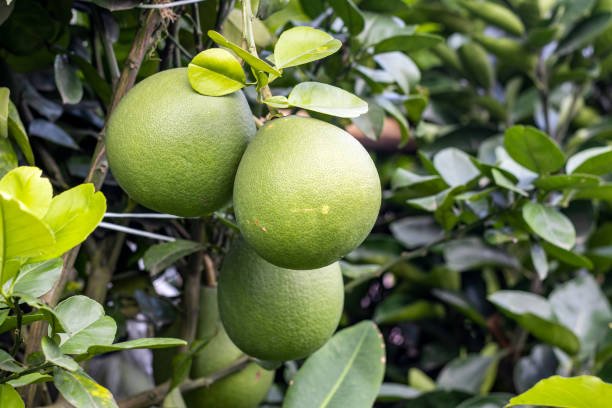 Pummelo 'K13' (QLD Only) Fruit Tree - Buy Now! – Ladybird Nursery