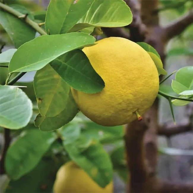 Pummelo Tahitian Fruit Tree – Buy Now! – Ladybird Nursery