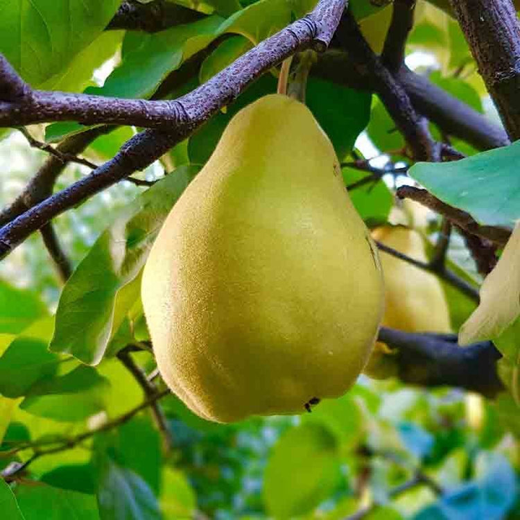 Quince Smyrna Fruit Tree – Buy Now! – Ladybird Nursery
