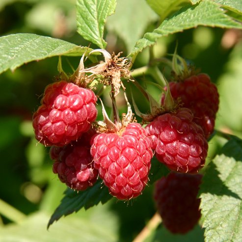 Raspberry Molucca Fruit Tree – Buy Now! – Ladybird Nursery