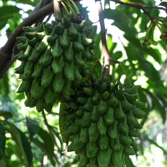 Rollinia Limberlost Fruit Tree – Buy Now! – Ladybird Nursery