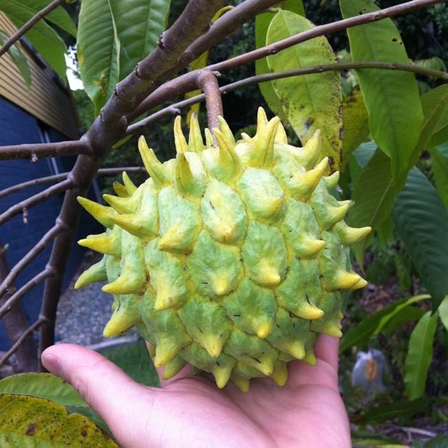 Rollinia Sputnik Fruit Tree – Buy Now! – Ladybird Nursery