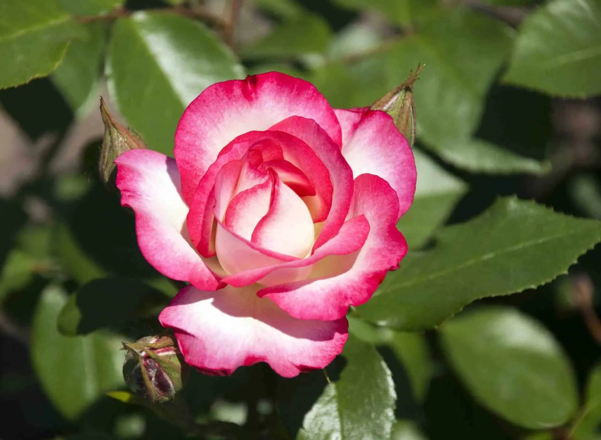 Rose 'Hannah Gordon' Plant – Buy Now! – Ladybird Nursery