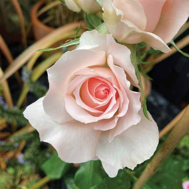Rose Queen Elizabeth 2 ft Standards Plant – Buy Now! – Ladybird Nursery