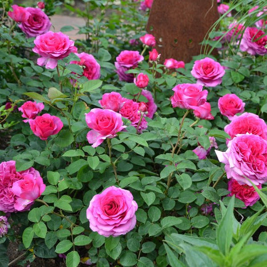 Rose Showpiece™ Berry Plant – Buy Now! – Ladybird Nursery