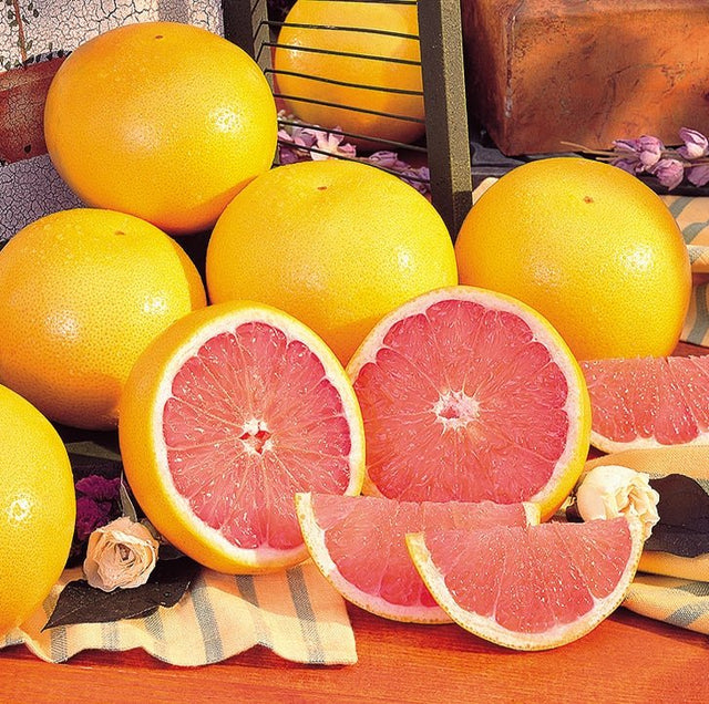 Ruby Grapefruit Fruit Tree – Buy Now! – Ladybird Nursery