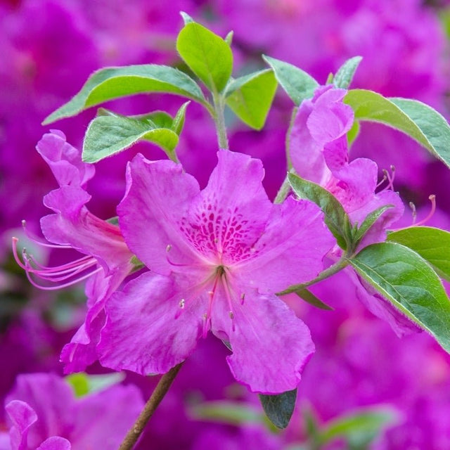 Azalea ENCORE AUTUMN Lilac™ Plant – Buy Now! – Ladybird Nursery