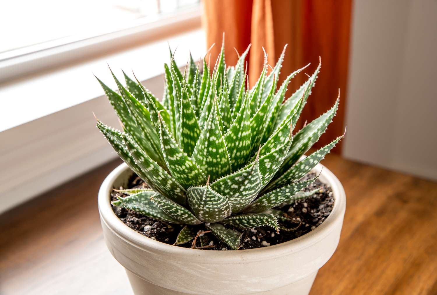 Torch Plant Lace Aloe – Buy Now! – Ladybird Nursery